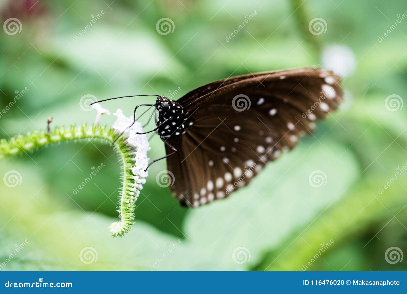 Spotted black crow macro stock photo. Image of cocoon - 116476020