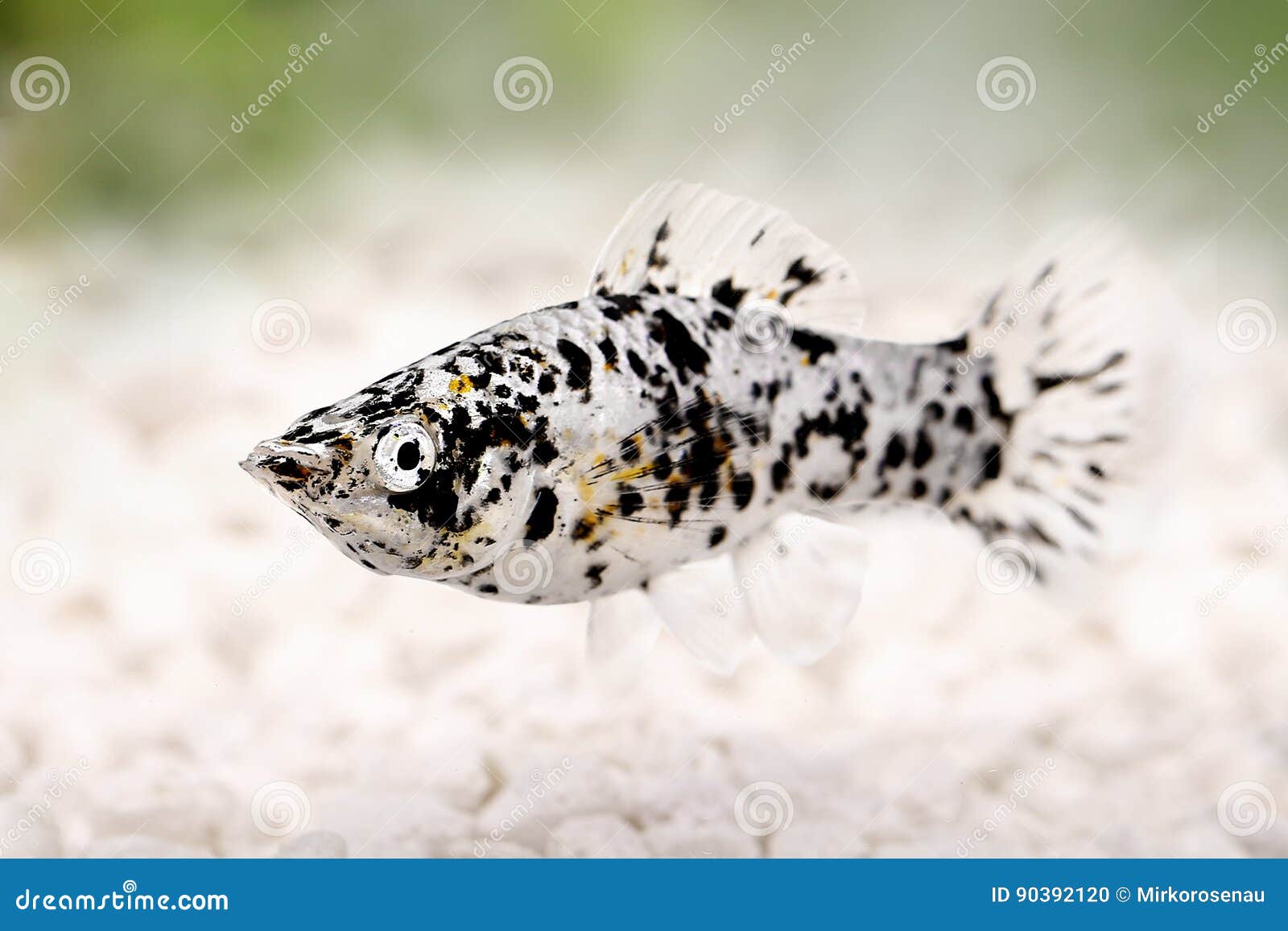 Spotted Black Molly Poecilia Sphenops Vetiprovidentiae Aquarium Fish ... Spotted Black Molly Poecilia Sphenops Vetiprovidentiae Aquarium Fish ...