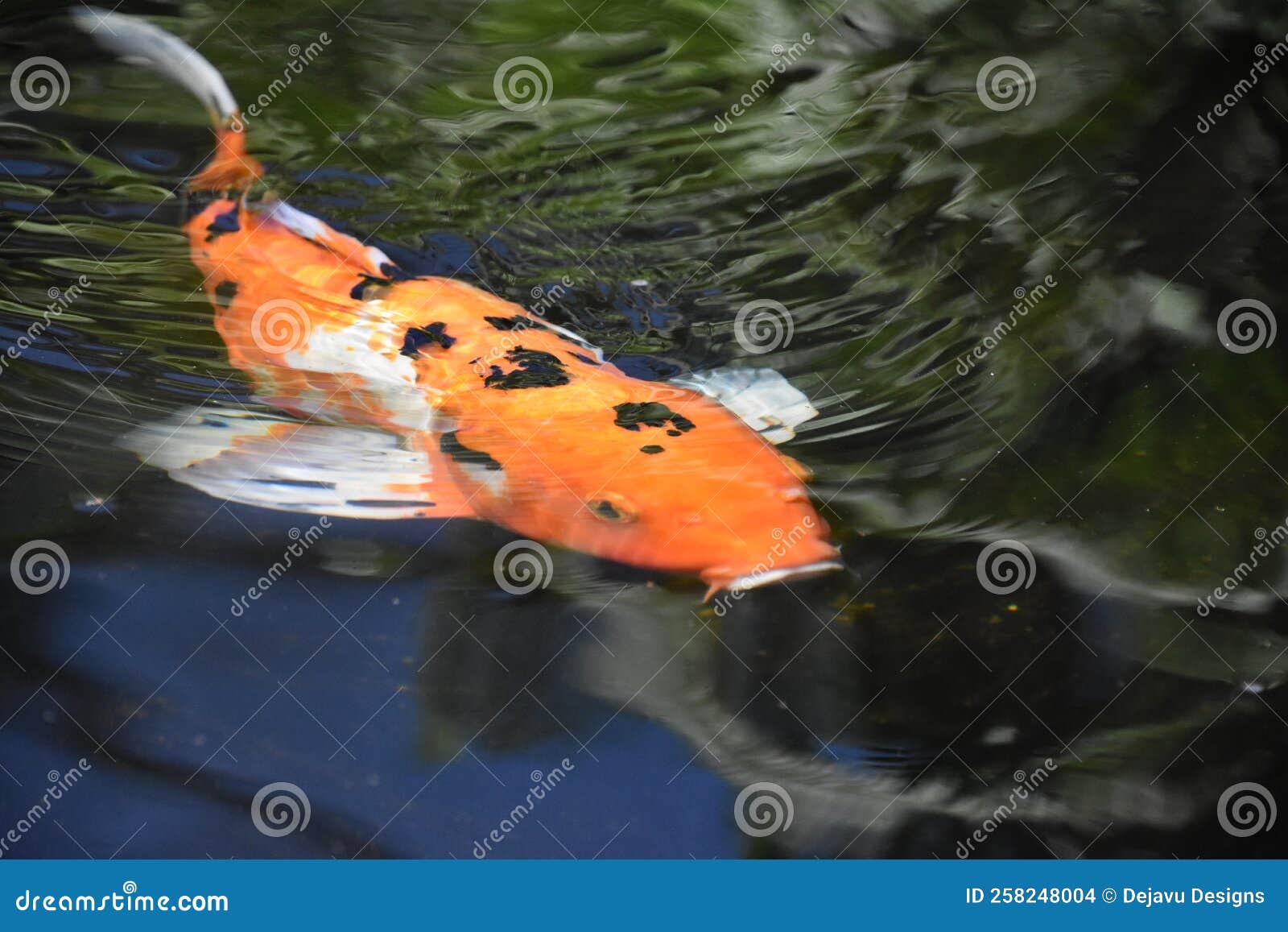 Spotted Black White and Orange Koi Fish Stock Photo - Image of black ...