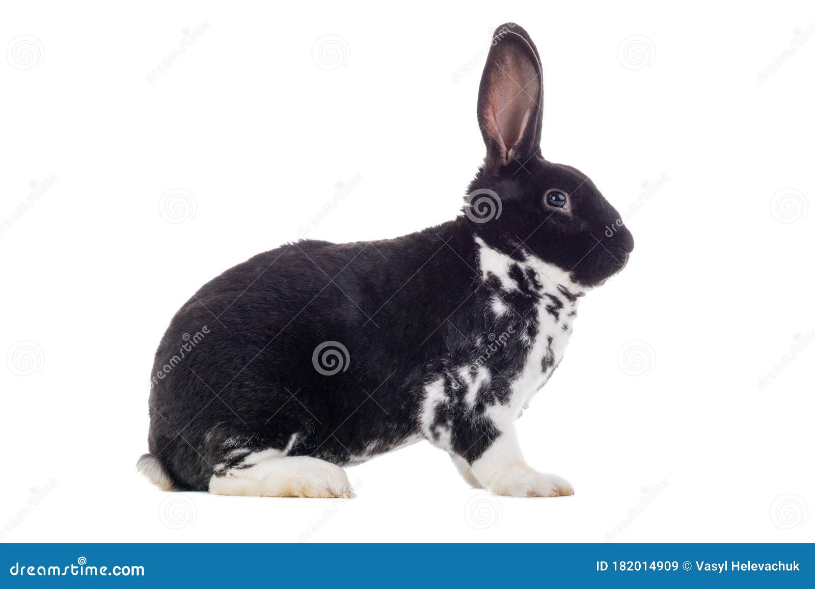 Black And White Rabbit