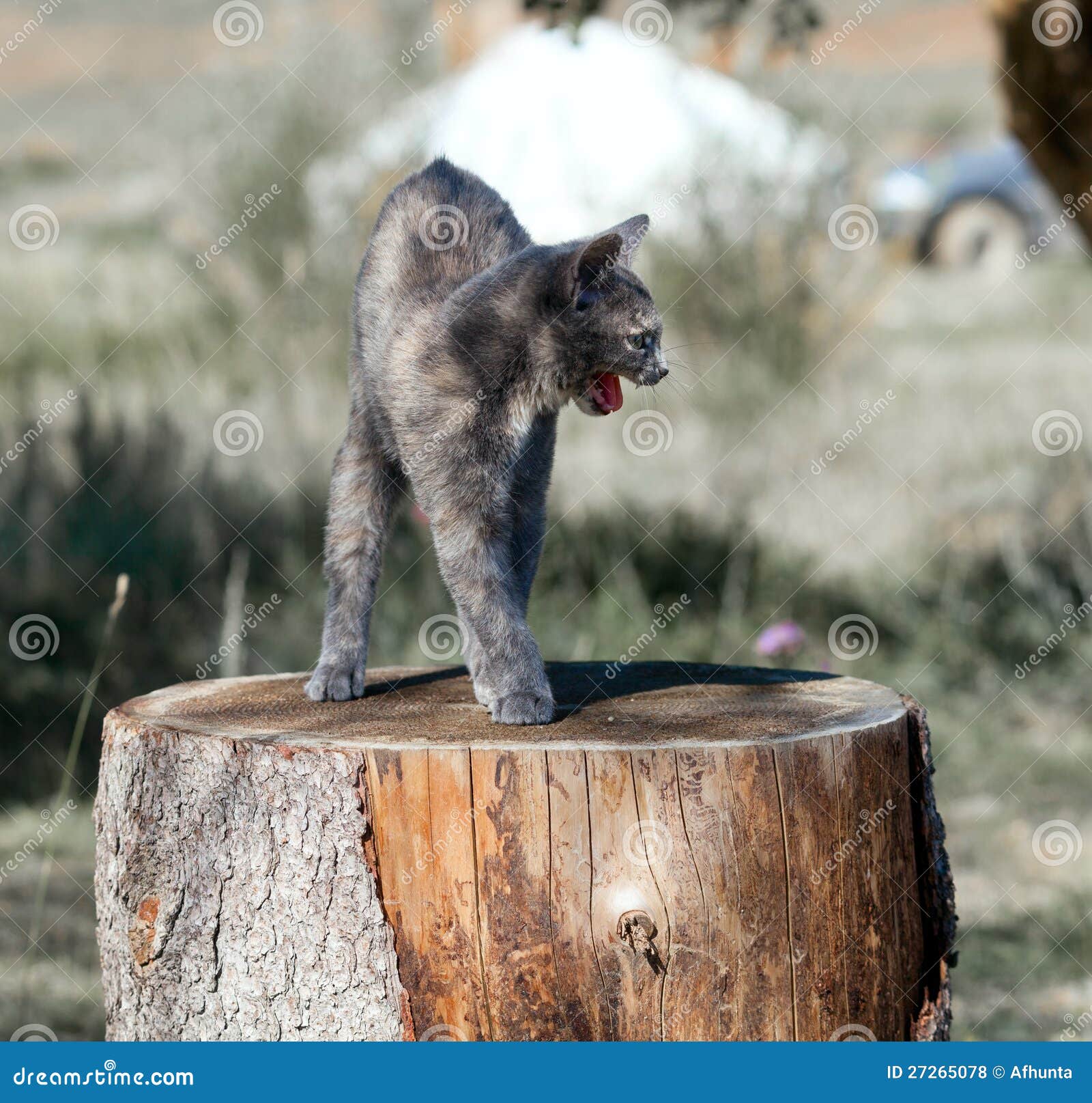 Spotted blue cat stock photo. Image of paws, felis, green - 27265078