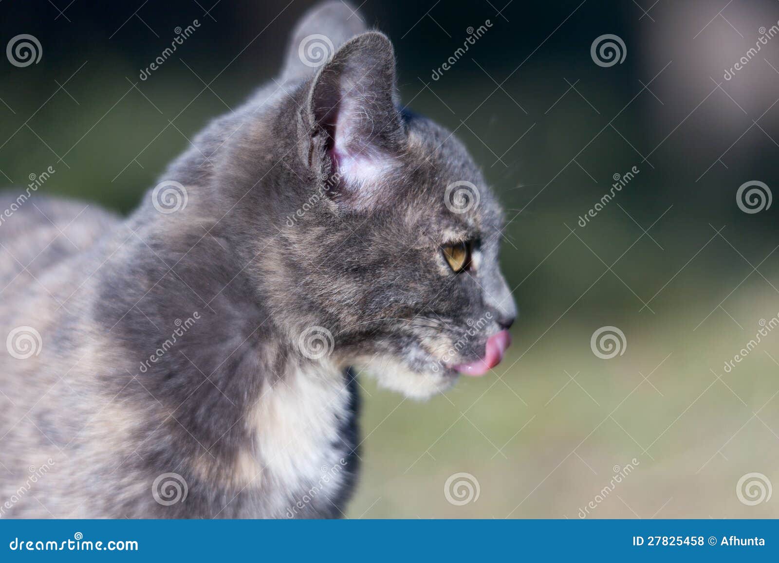 Spotted blue cat stock photo. Image of high, attentive - 27825458