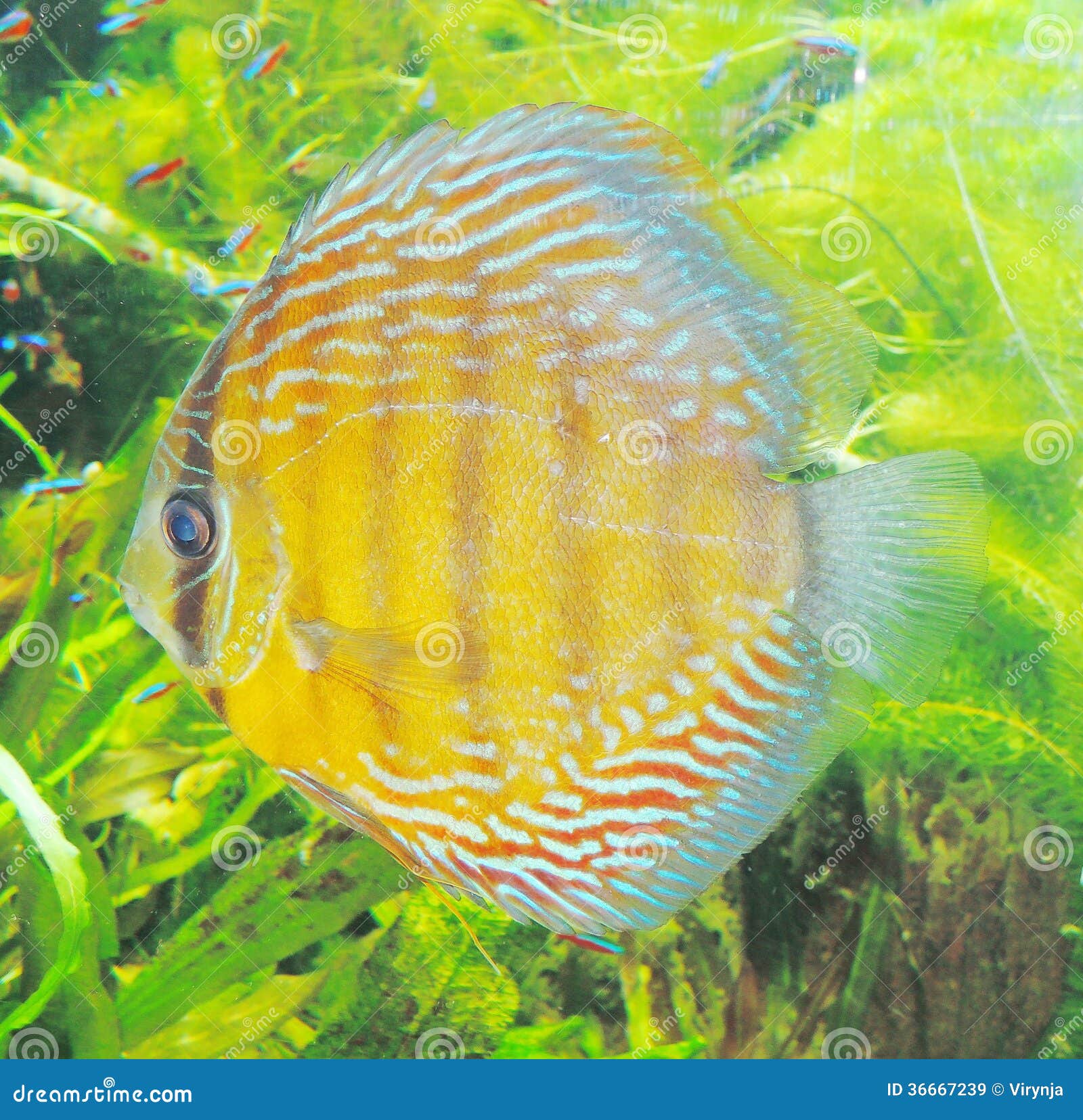Spotted blue discus stock image. Image of object, bright - 36667239