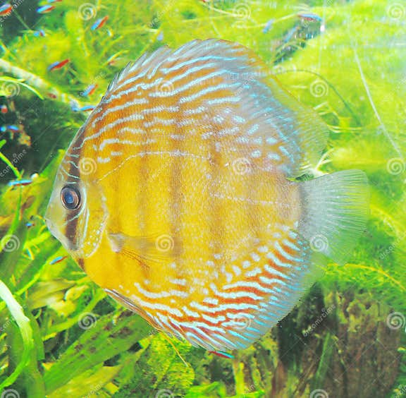 Spotted blue discus stock image. Image of object, bright - 36667239