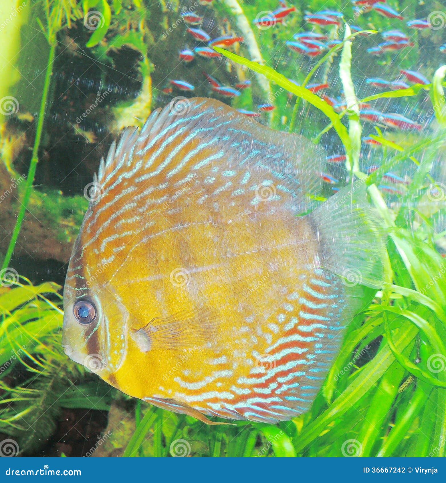 Spotted blue discus stock photo. Image of fish, freshwater - 36667242