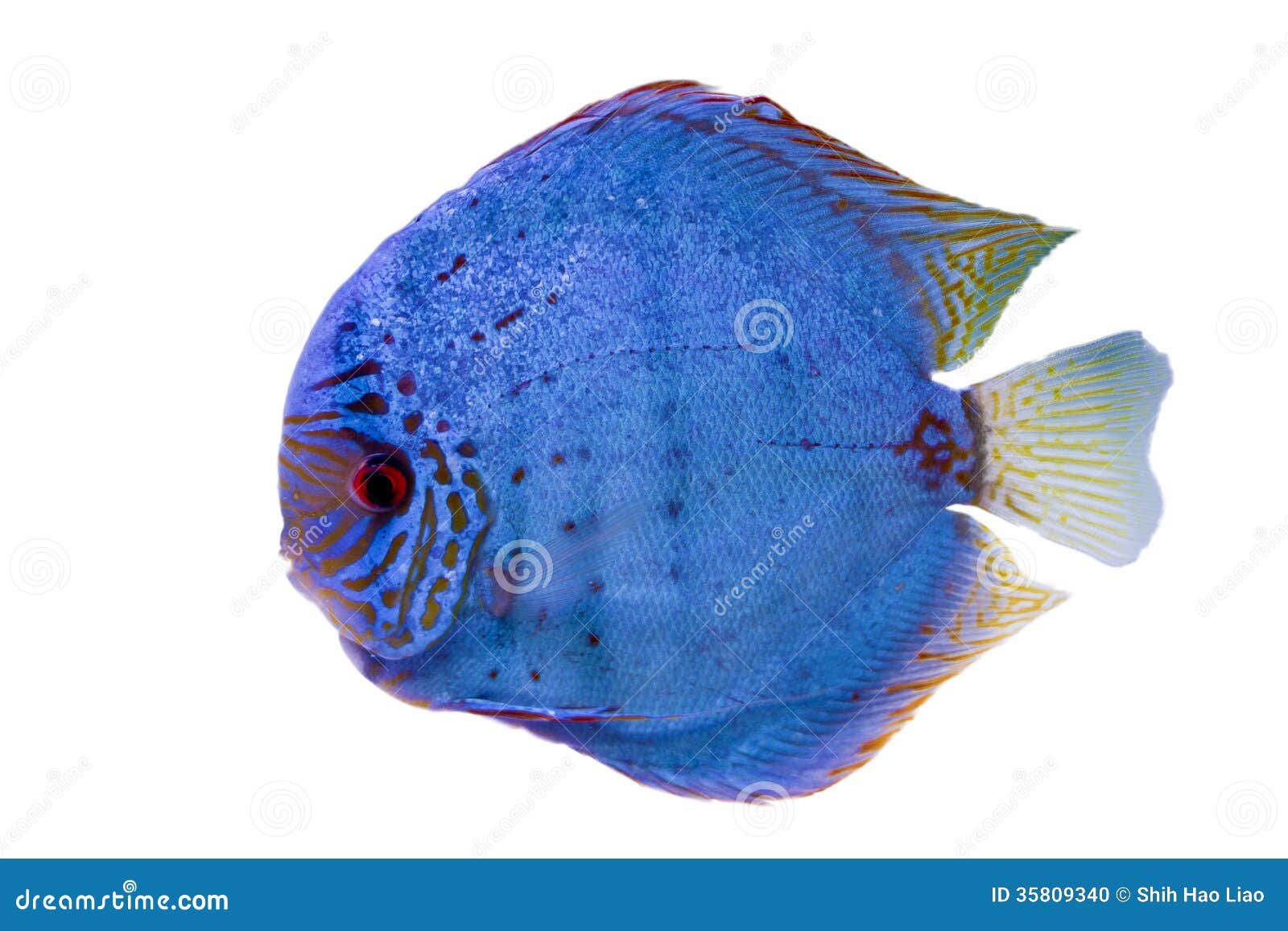 Spotted blue discus stock photo. Image of alive, animal - 35809340