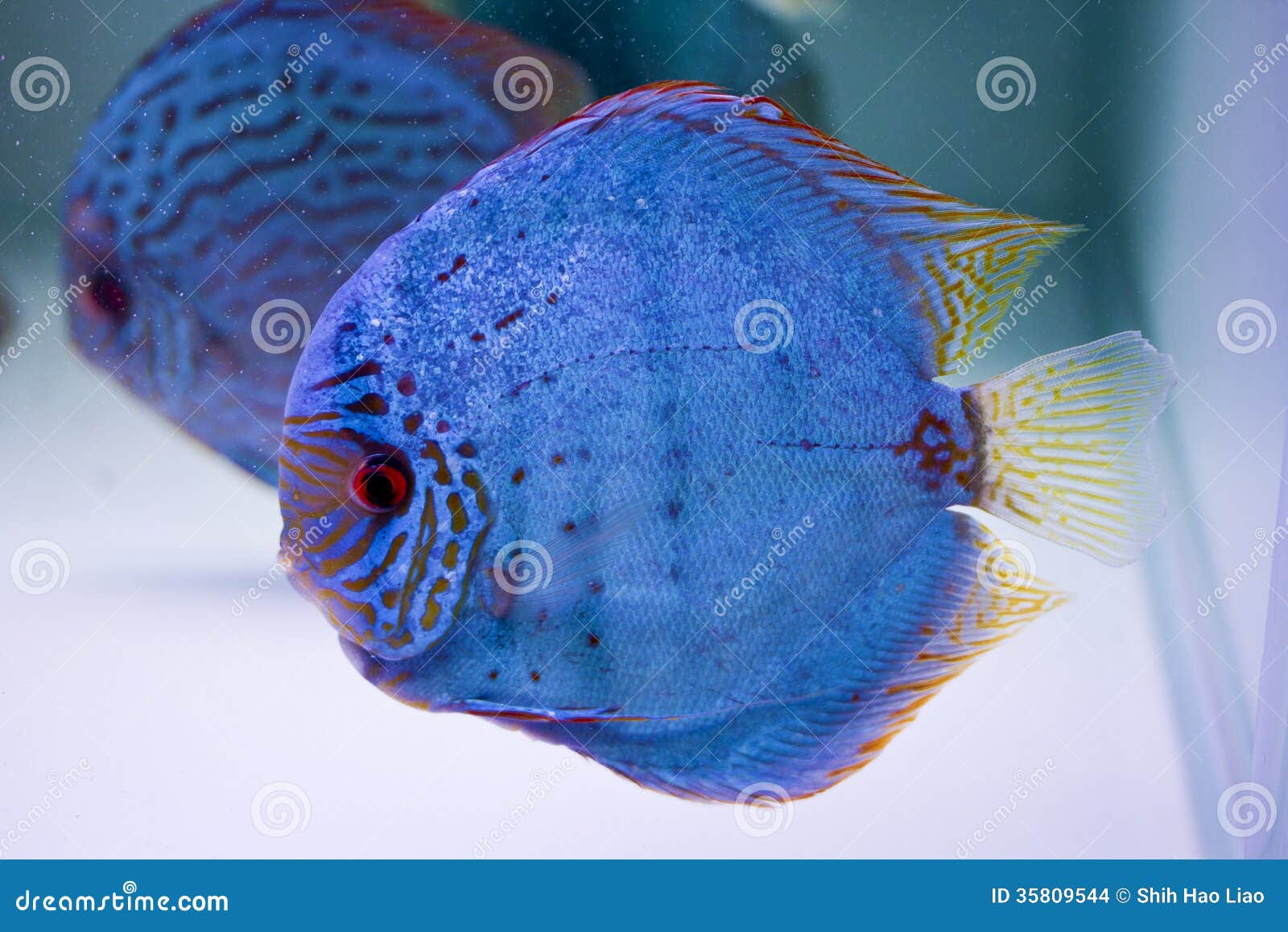 Spotted blue discus stock photo. Image of aquarium, river - 35809544