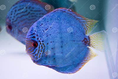 Spotted blue discus stock photo. Image of aquarium, river - 35809544
