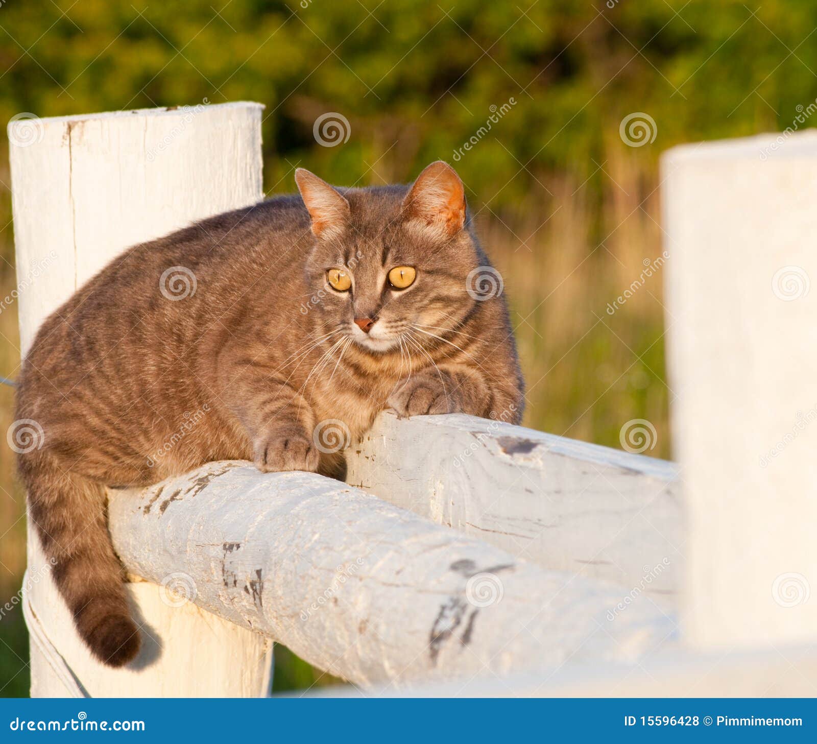 Spotted blue tabby cat stock photo. Image of blue, expressionate - 15596428