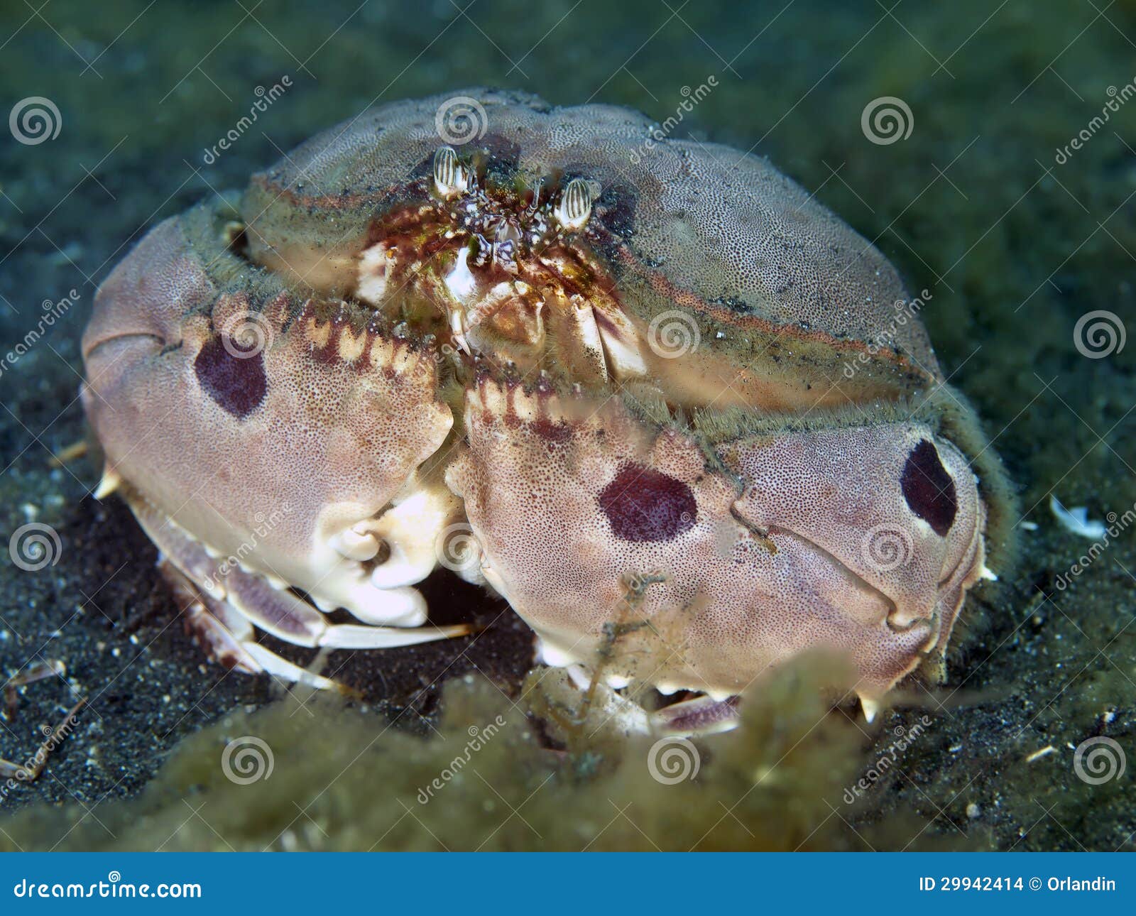 Spotted box crab stock photo. Image of underwater, wildlife - 29942414 Spotted box crab stock photo. Image of underwater, wildlife - 29942414