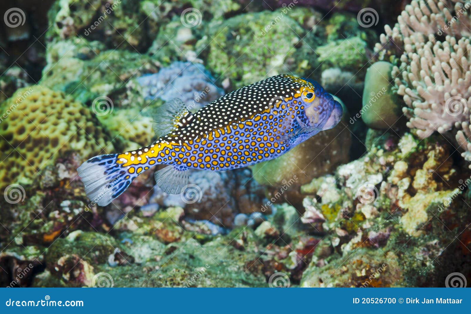 Spotted boxfish stock photo. Image of reef, diving, coral - 20526700