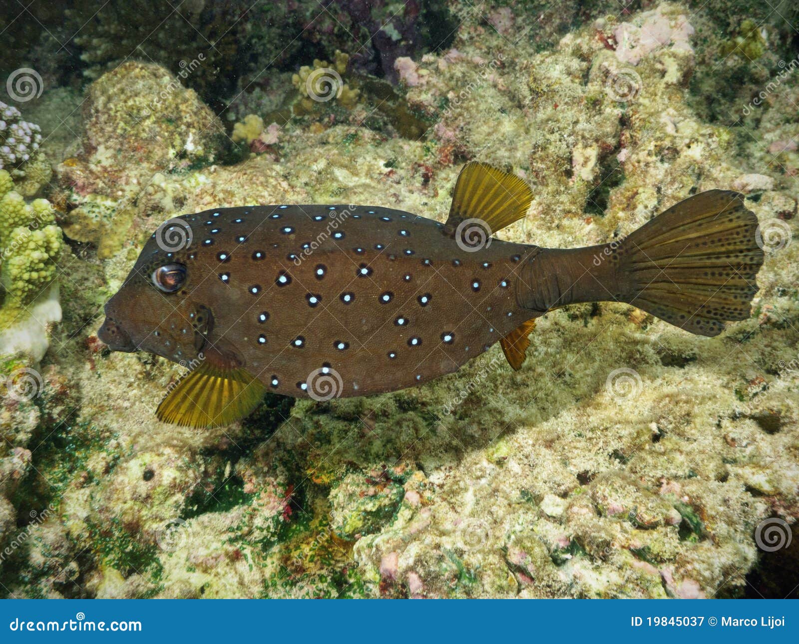 Spotted Boxfish in Coral Reef Stock Image - Image of marine, coral ...