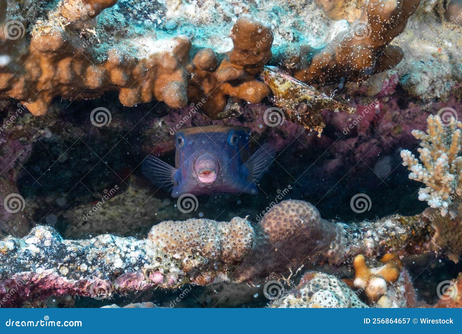 Spotted Boxfish Swimming Around a Coral Reef Under the Sea Stock Image ...
