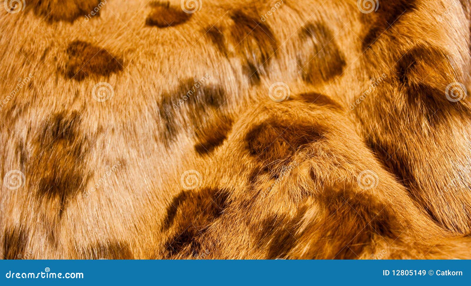Spotted brown fur stock image. Image of brown, closeup - 12805149