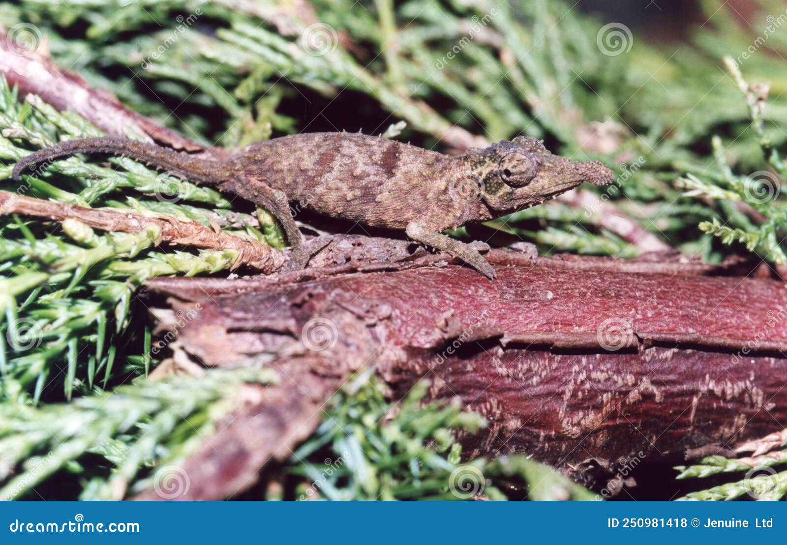 Skinny lizard on a branch stock photo. Image of fauna - 250981418
