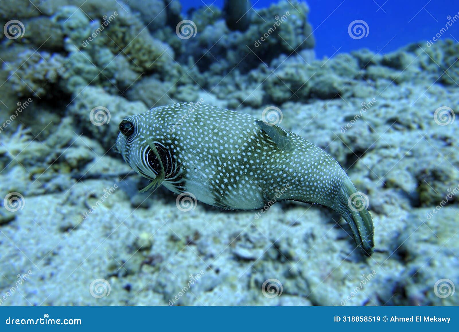 Spotted Buffer Fish in the Bottom of the Red Sea Stock Image - Image of ...