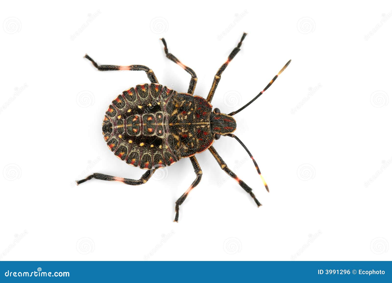 11,481 Spotted Bug Photos - Free & Royalty-Free Stock Photos from ...