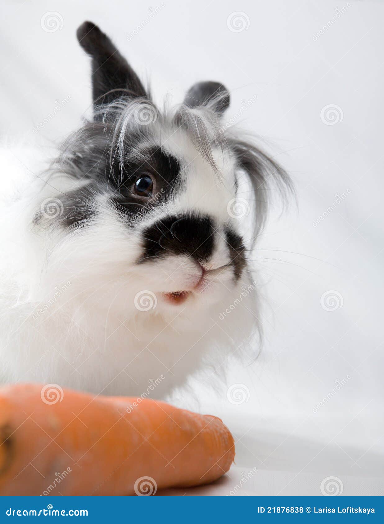 Spotted bunny with carrot stock photo. Image of amusing - 21876838