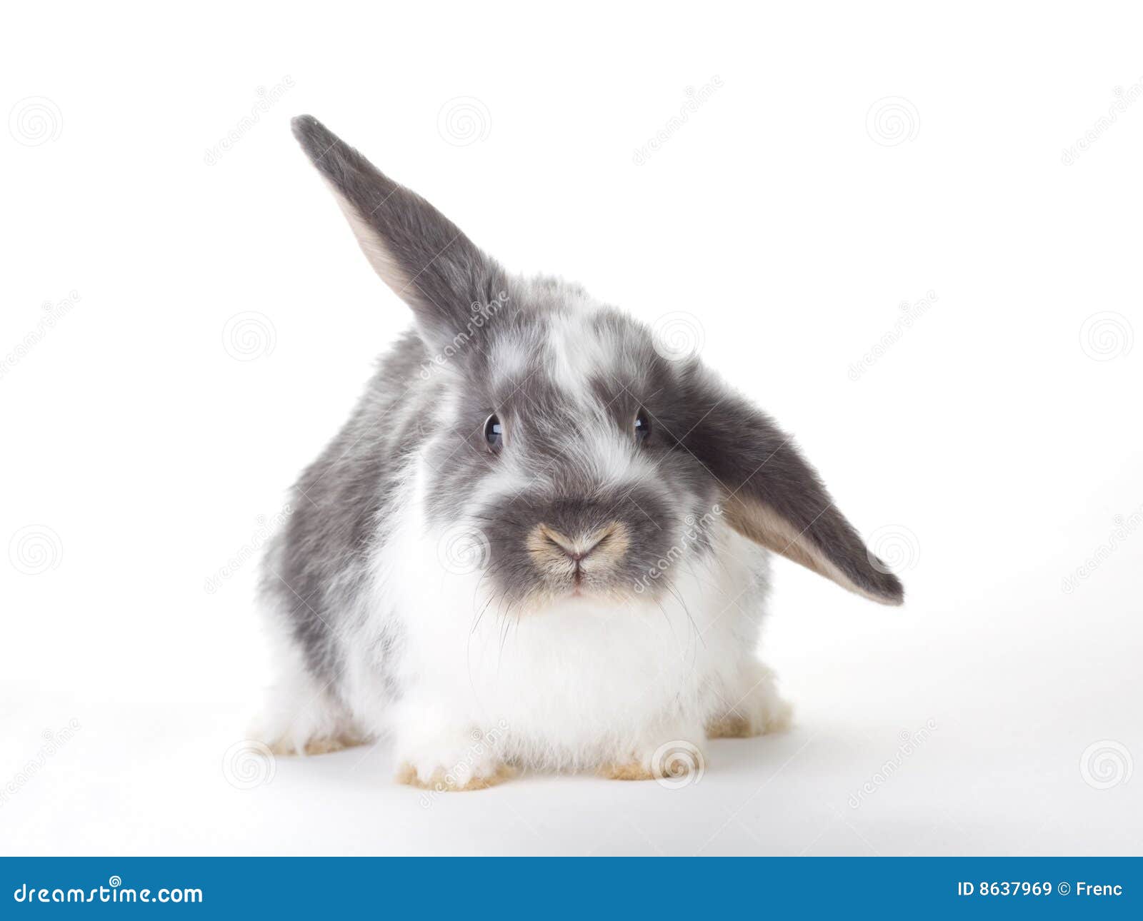 Spotted bunny, isolated stock image. Image of tiny, background - 8637969