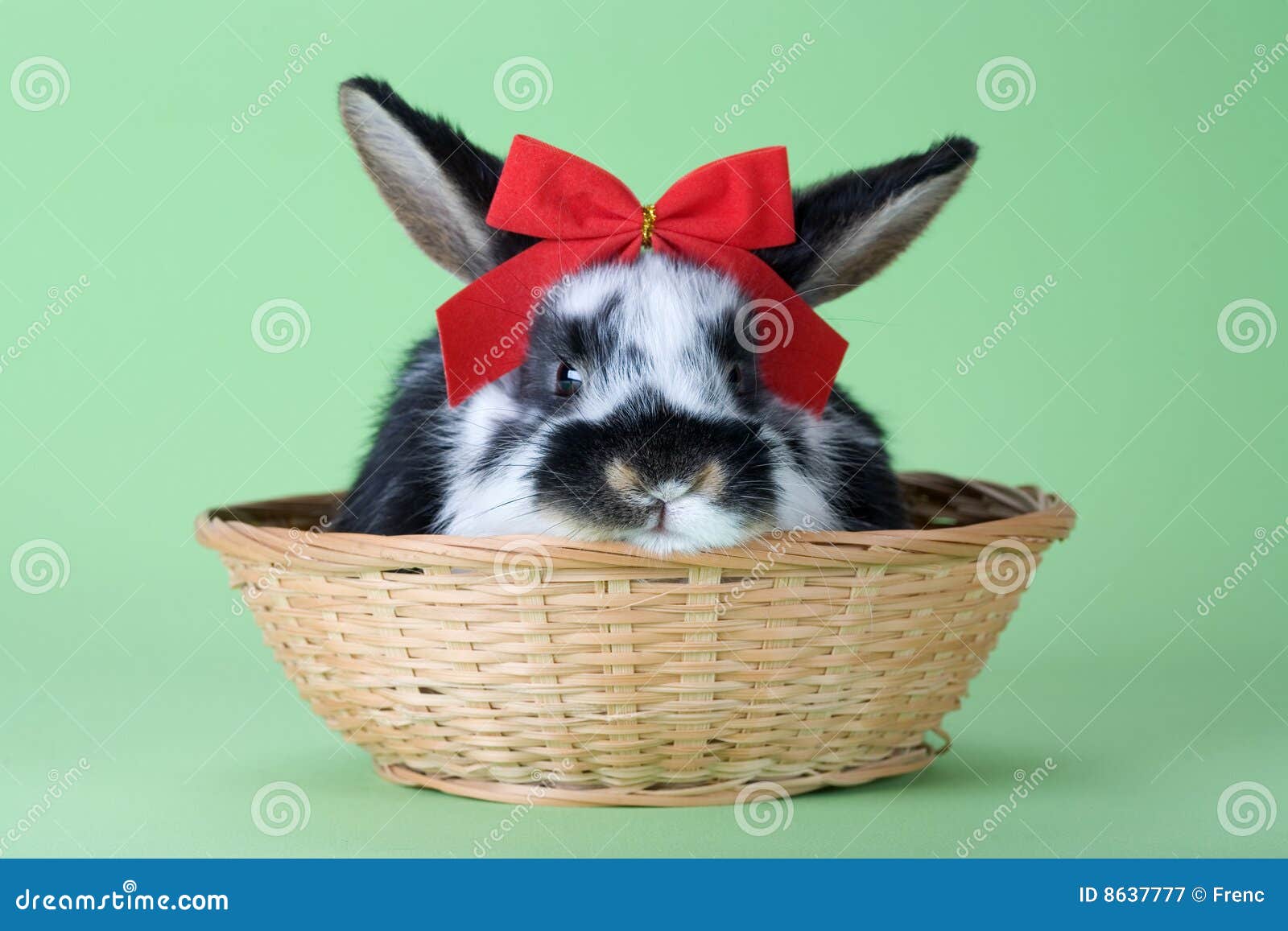 Spotted Bunny with Red Bow Tie, Isolated Stock Image - Image of sweet ...