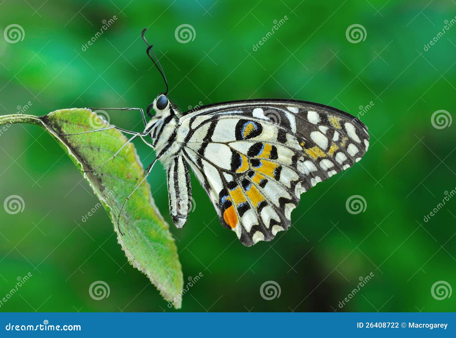 Spotted butterfly stock photo. Image of sunny, green - 26408722