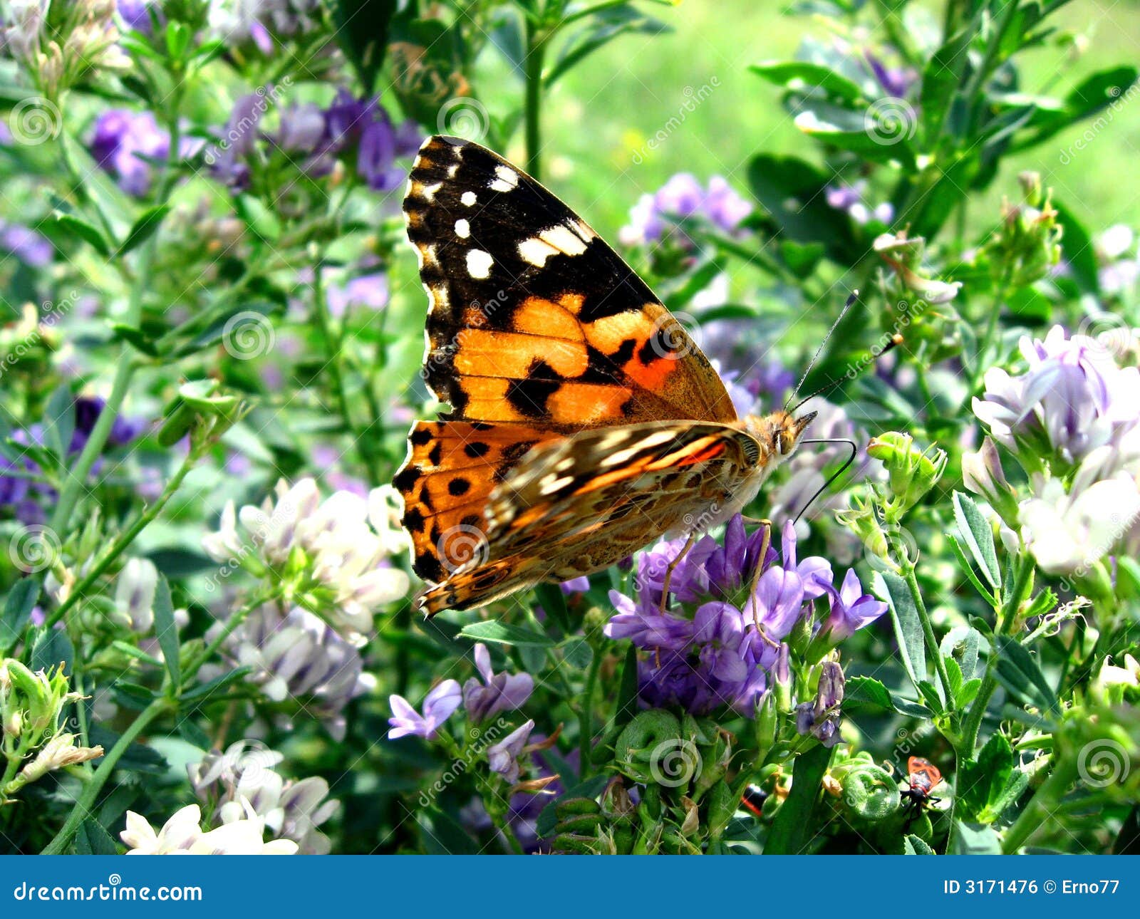 Red Spotted Butterfly Stock Image | CartoonDealer.com #49176655