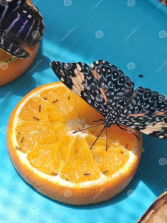 Spotted Butterfly Eats stock image. Image of fruit, food - 238829917