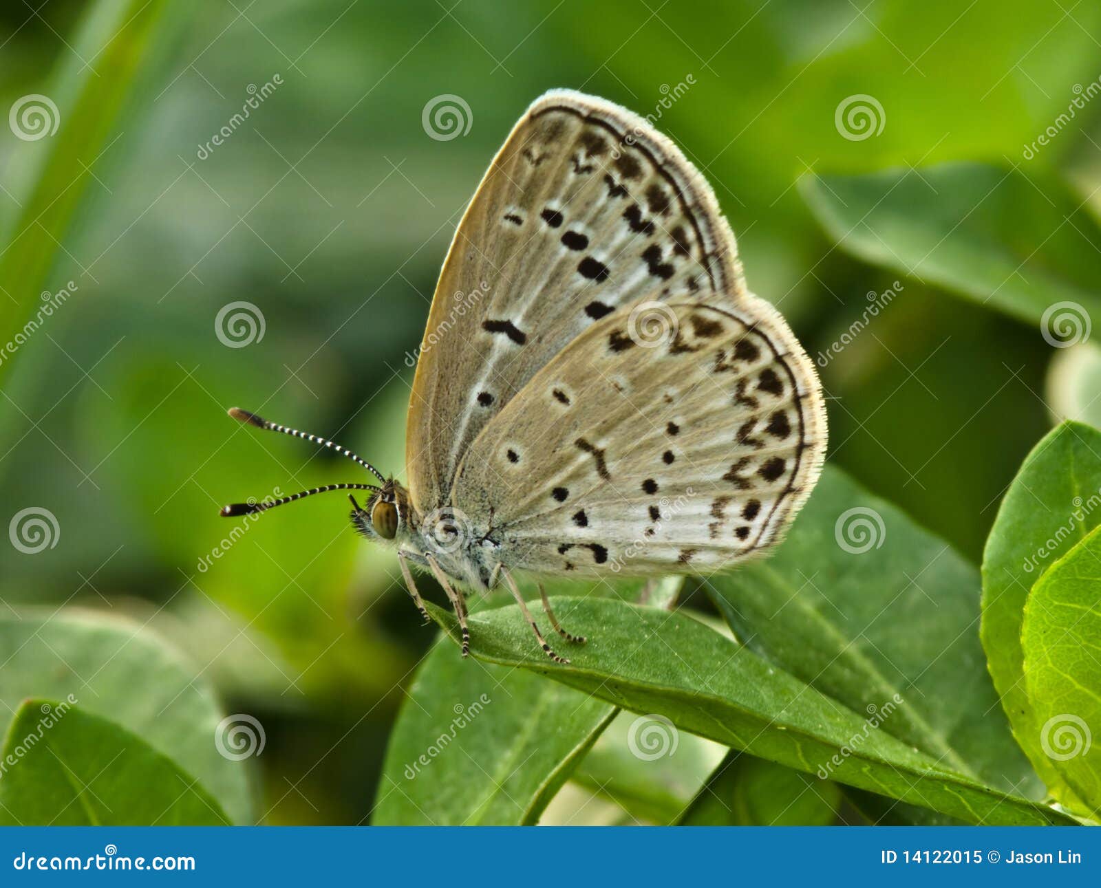 Red Spotted Butterfly Stock Image | CartoonDealer.com #49176655