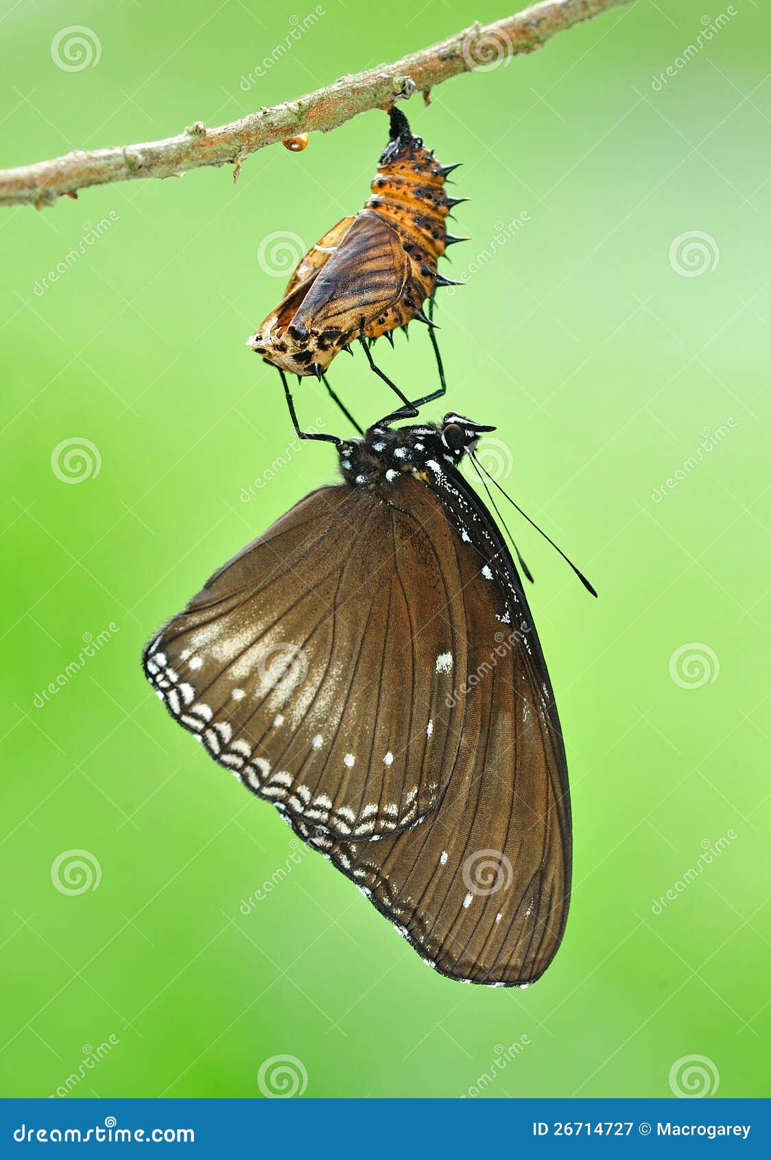 Spotted Butterfly with the Shell Stock Image - Image of closeup, macro ...