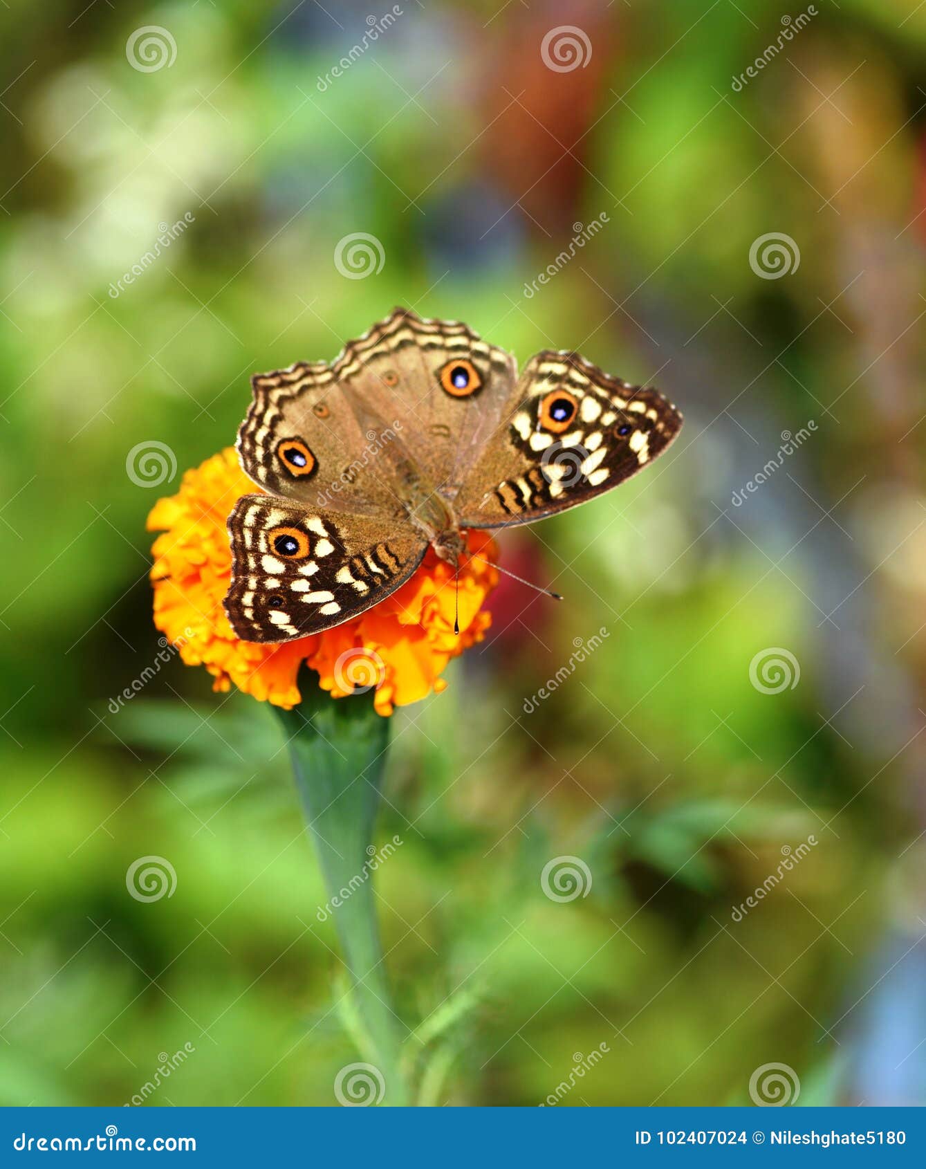 Spotted Butterfly stock photo. Image of butterfly, flower - 102407024