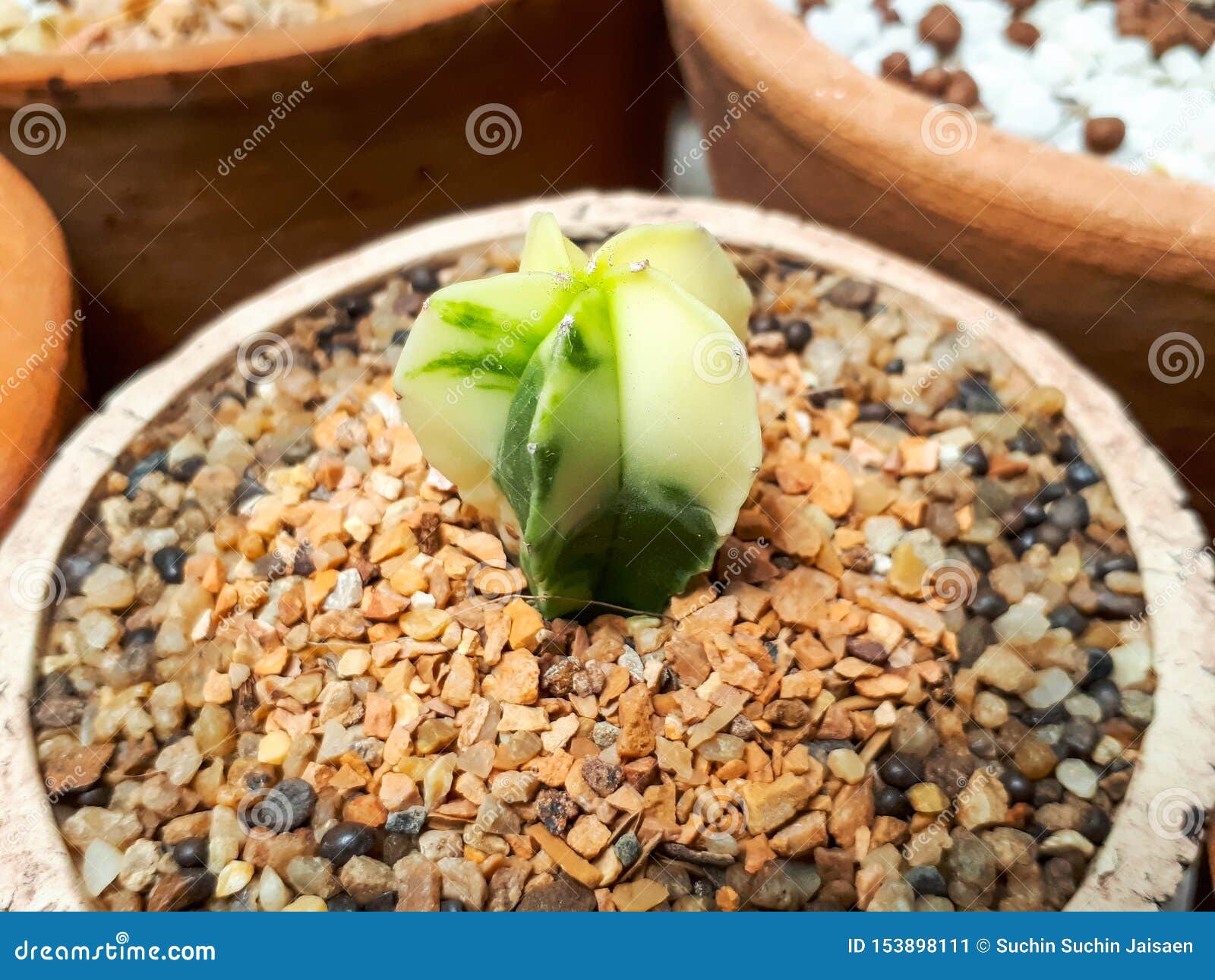 Spotted caetus whitecactus stock image. Image of whitecactus - 153898111