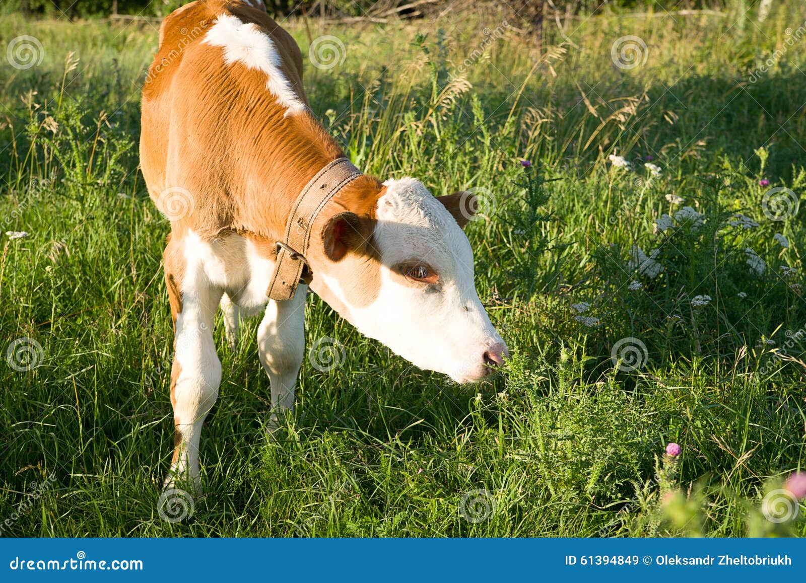 Spotted Calf Grazing on a Green Field Stock Image - Image of grassland ...