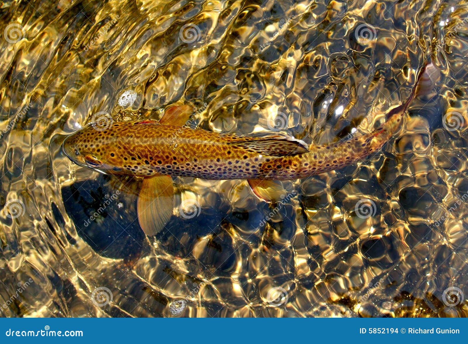 Spotted Camouflaged Brown Trout Stock Photo - Image of trout ...
