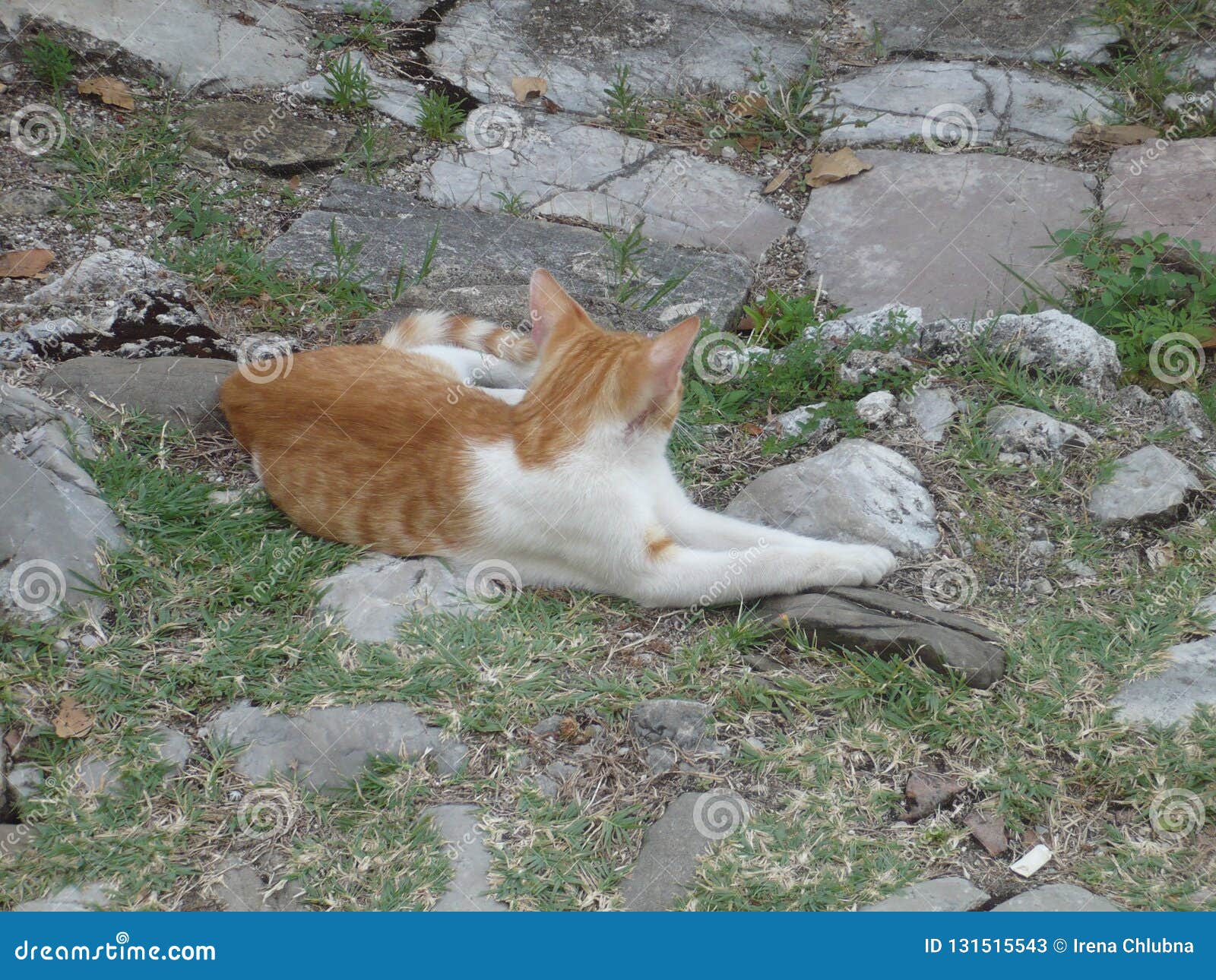 Spotted Cat Lying on Ground Stock Image - Image of green, animal: 131515543