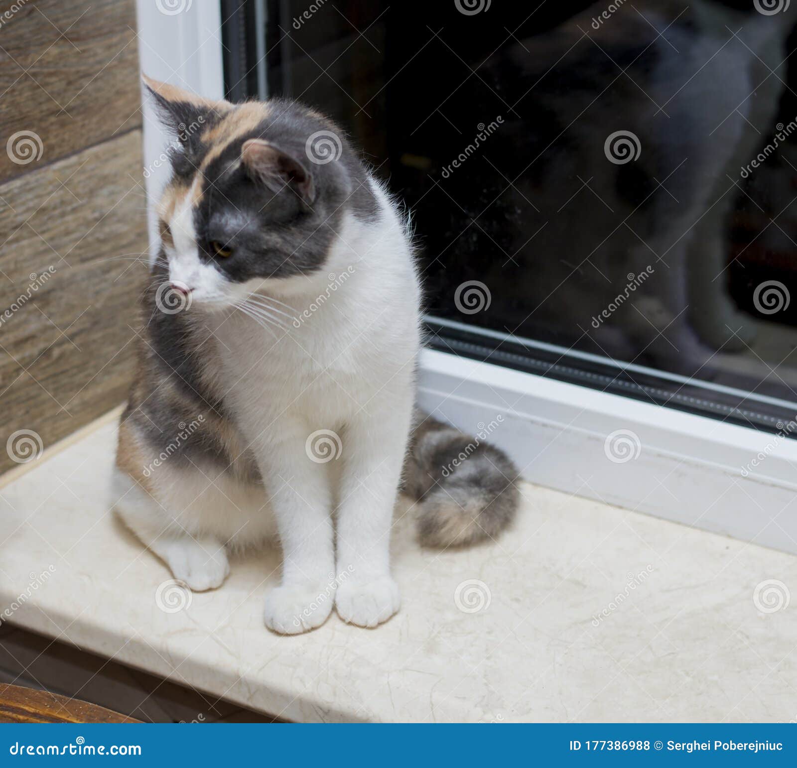 Spotted Cat Sitting on the Windowsill Stock Photo - Image of kitchen ...