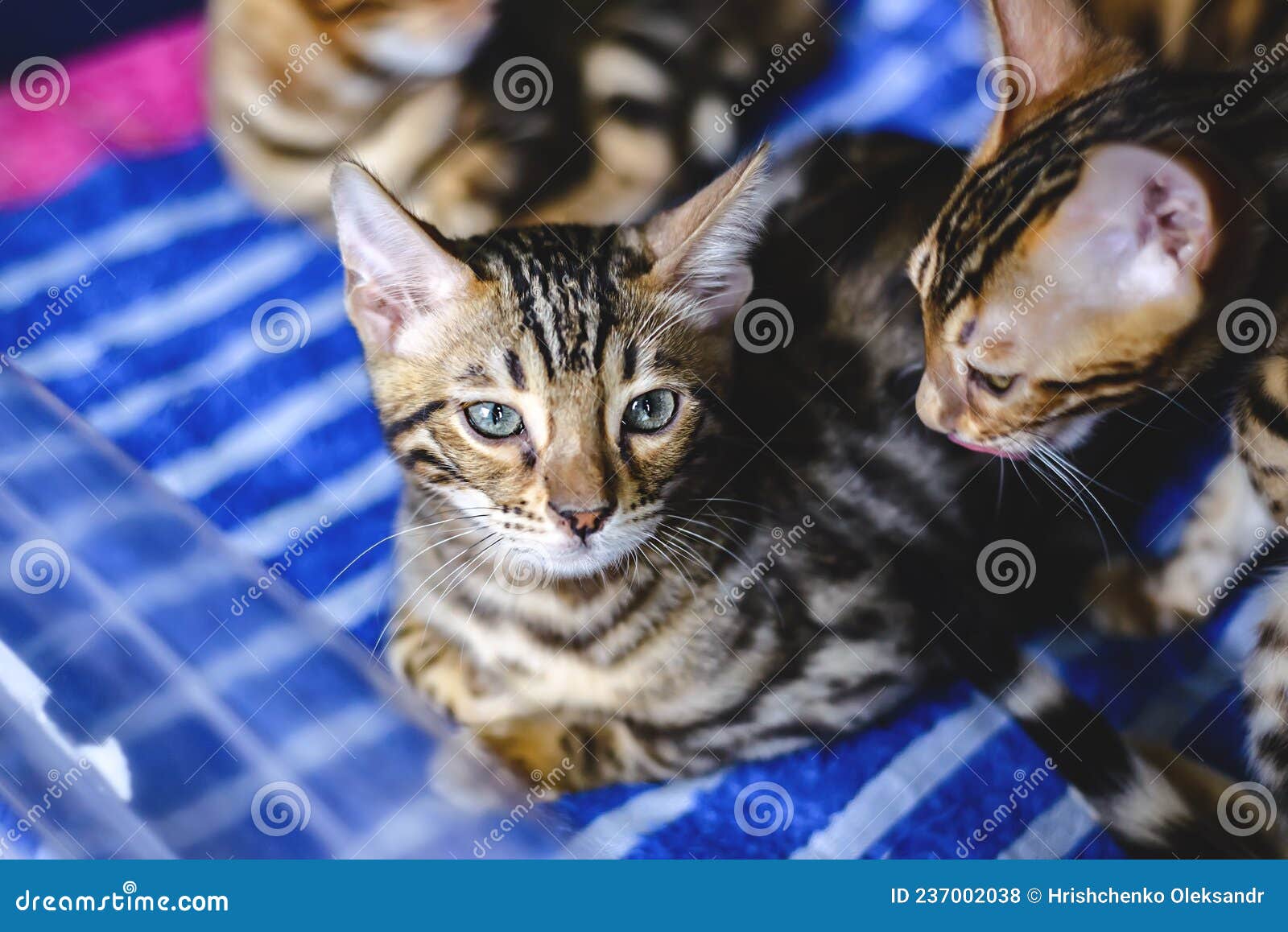 Spotted Cats of Leopard Coloring Stock Photo - Image of hair, portrait ...