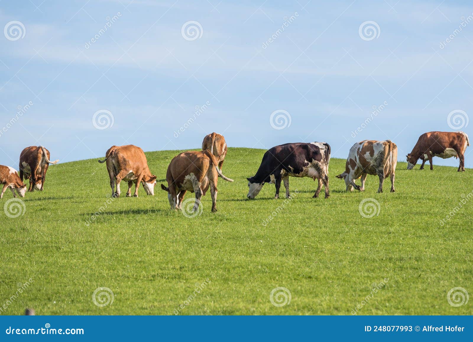 Spotted Cattle Grazing - Cows Stock Image - Image of cattle, animal ...