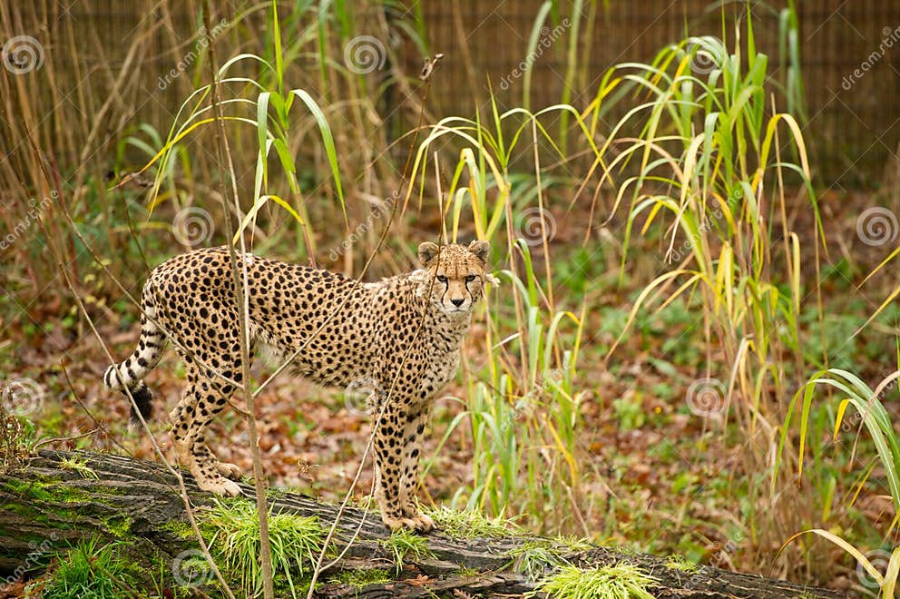 Spotted cheetah stock image. Image of creature, grasses - 17419237