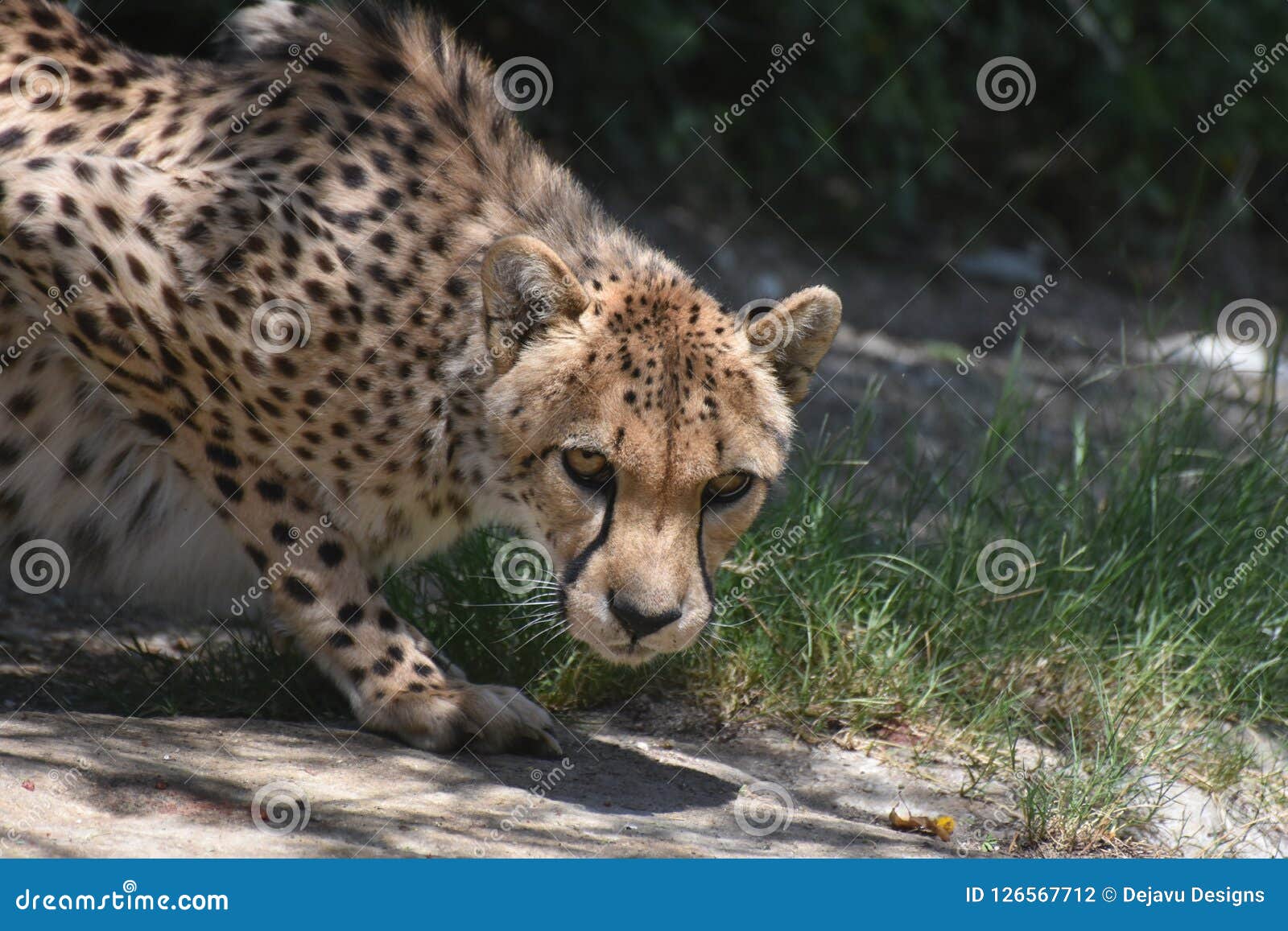Spotted Cheetah Cat in a Tight Crouch on a Rock Stock Photo - Image of ...