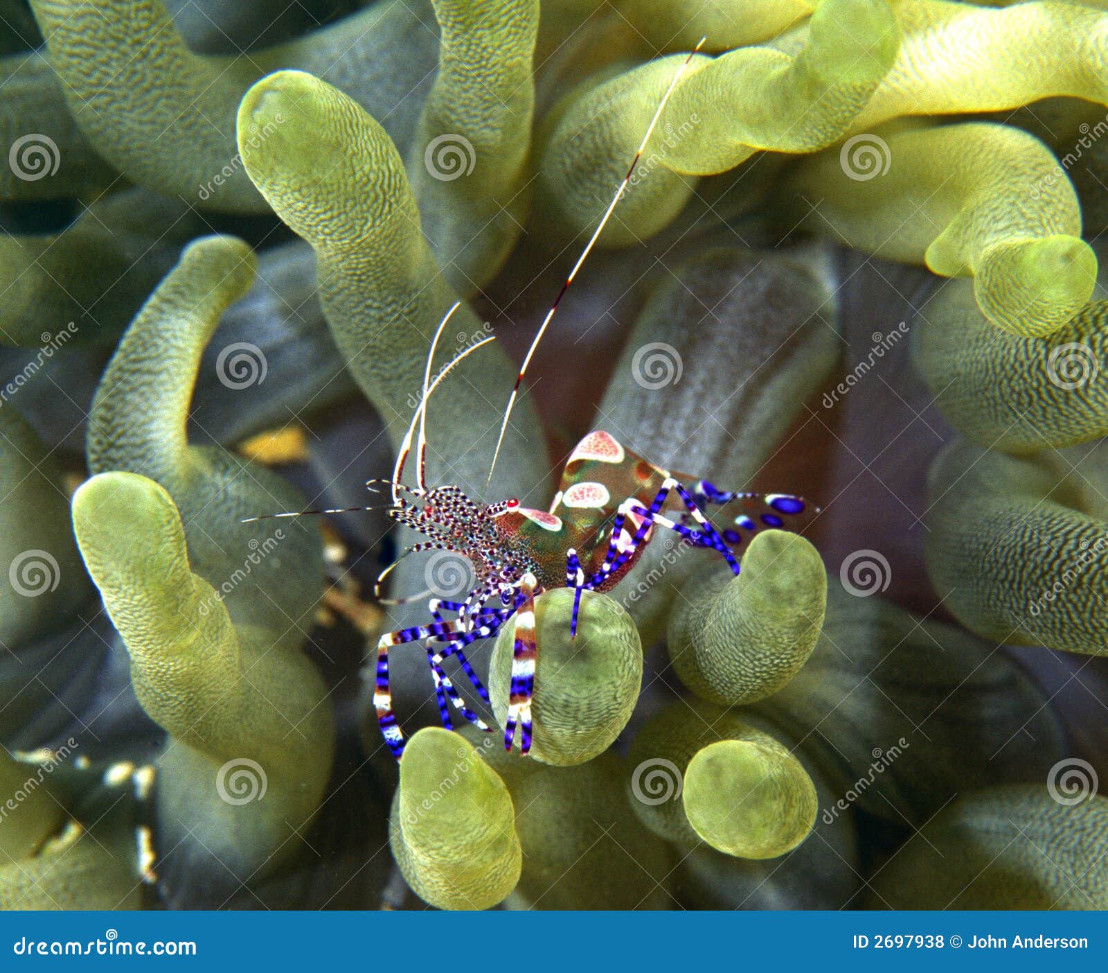 Spotted cleaner shrimp stock photo. Image of coral, scuba - 2697938