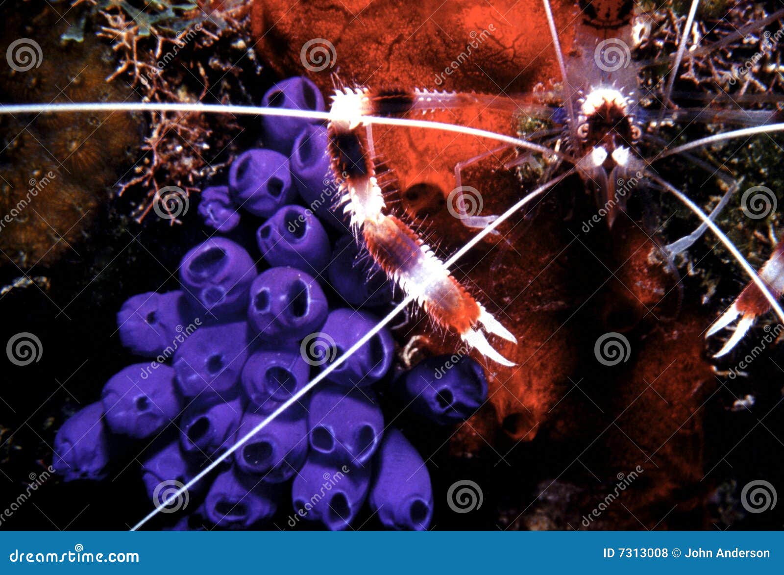 Spotted Cleaner Shrimp stock photo. Image of tunicates - 7313008