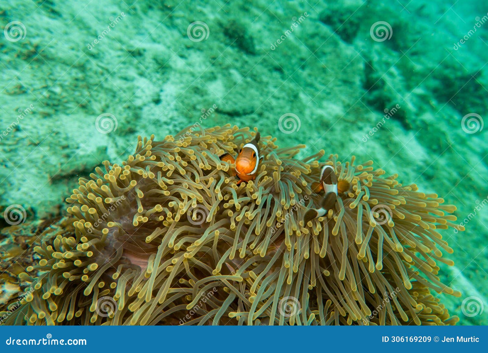 Grumpy face clownfish stock image. Image of asia, nature - 306169209
