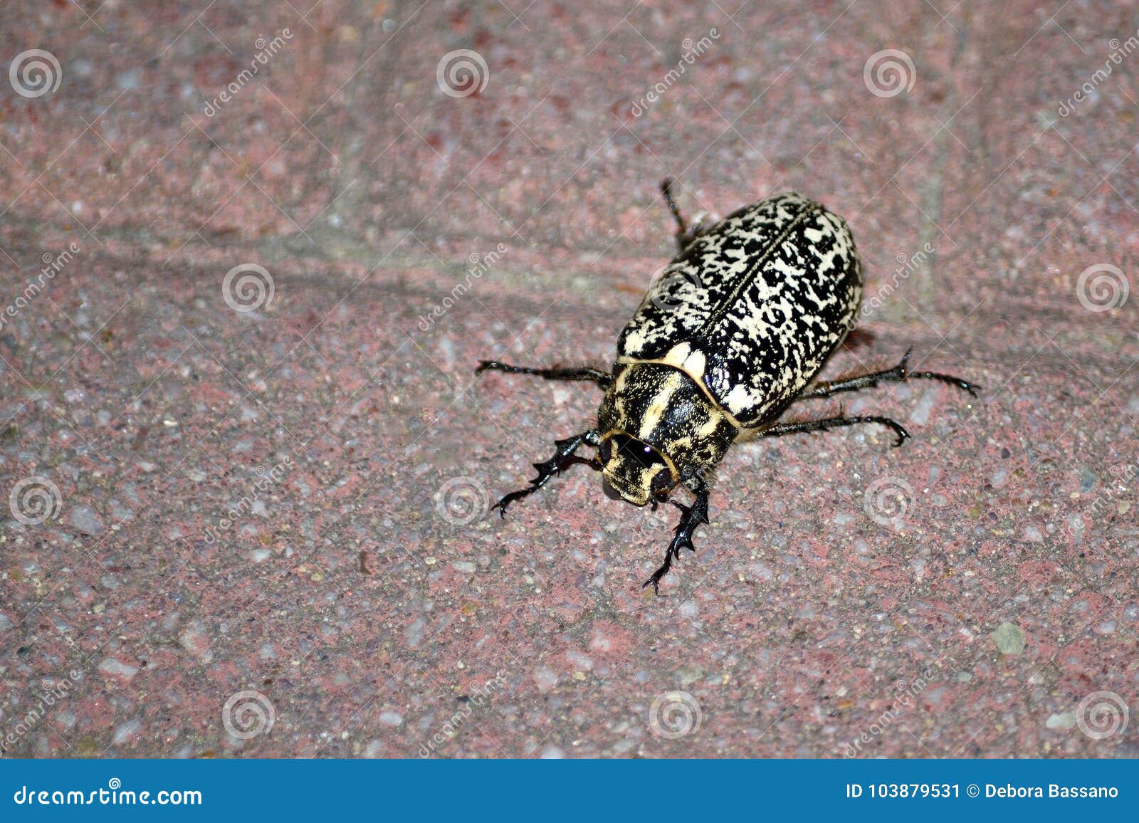 Spotted Cockroach Walking on the Floor Stock Image - Image of beetle ...