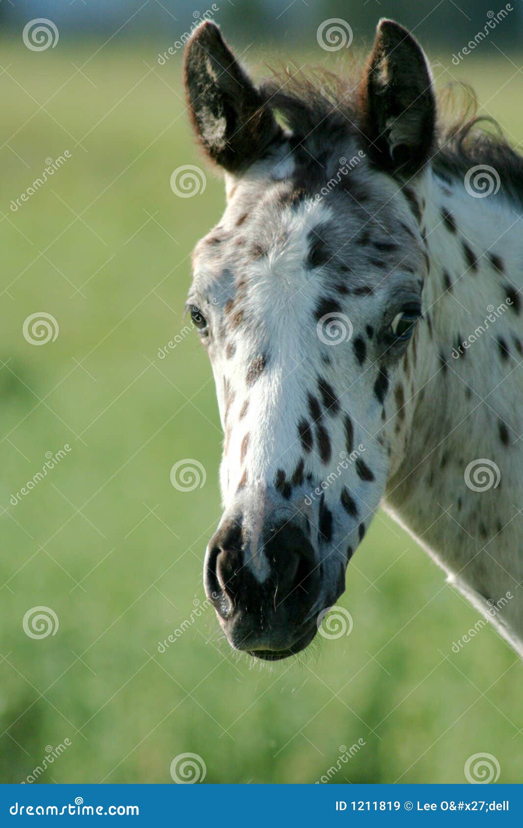 Spotted Colt stock image. Image of equine, spotted, philly - 1211819