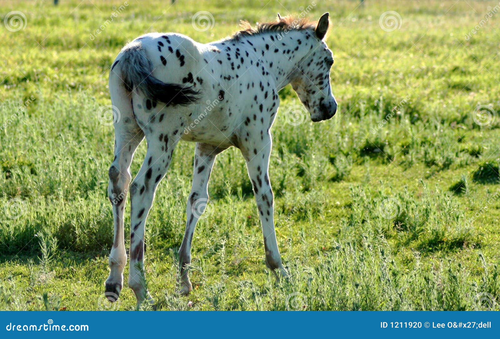 Spotted Colt 3 stock photo. Image of farm, animal, philly - 1211920