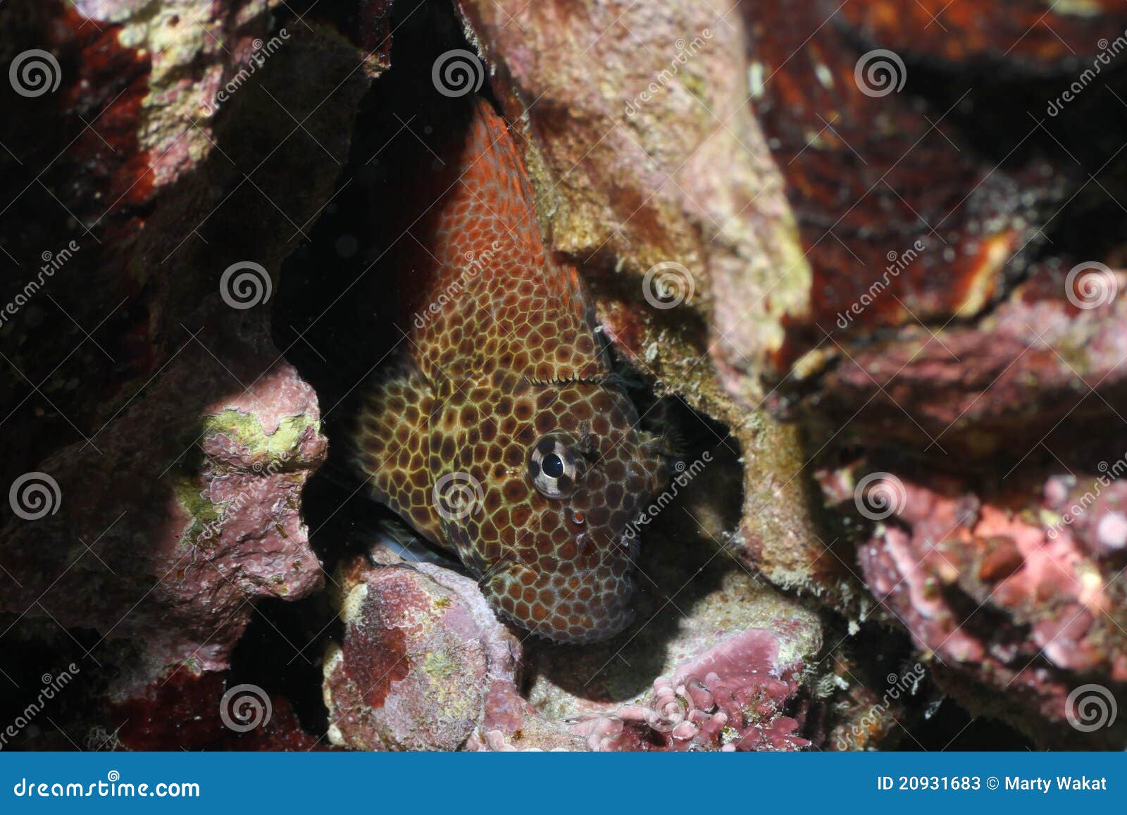 Spotted Coral Blenny stock image. Image of underwater - 20931683
