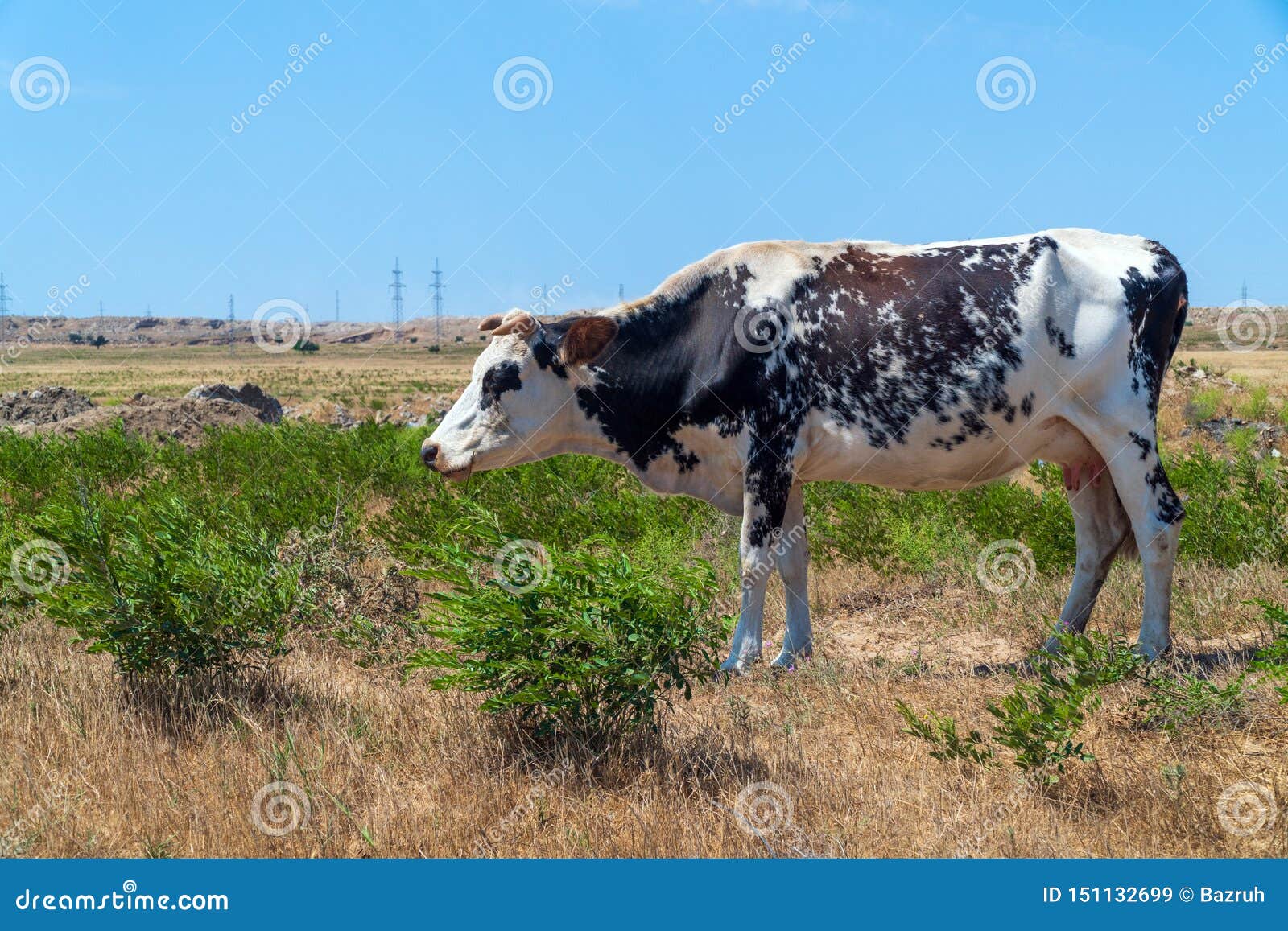 Spotted cow on field stock image. Image of meadow, animal - 151132699