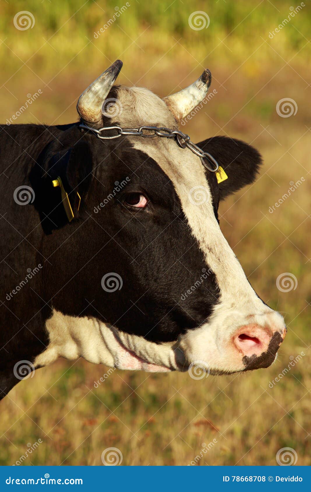 The spotted cow stock photo. Image of white, open, horns - 78668708
