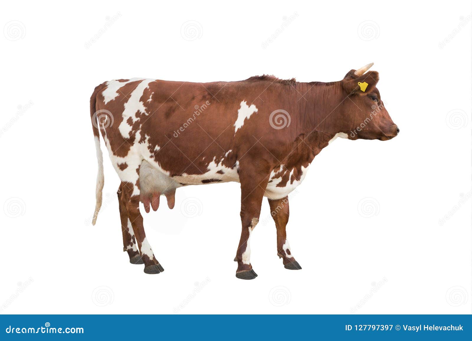 Spotted cow isolated stock image. Image of domestic - 127797397