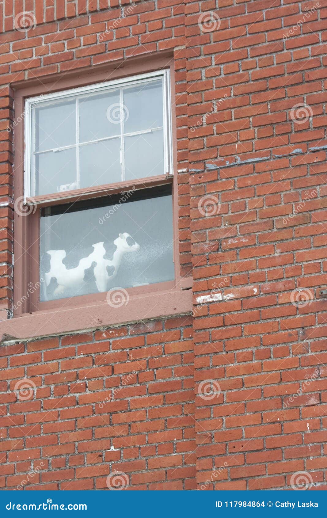 Spotted Cow in Window stock photo. Image of agriculture - 117984864